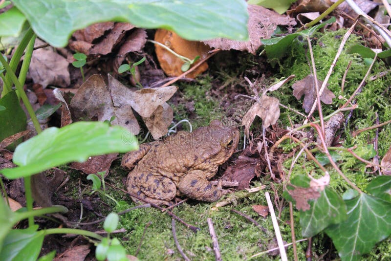 Toad stock photo. Image of nature, reptiles, forest, leaves - 38619984