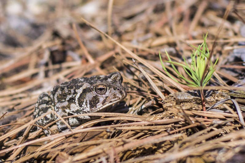 The toad and the pine stock image. Image of animals, crouching - 41630925