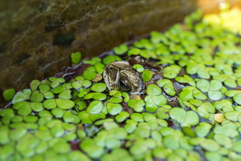 Toad in Pond stock photo. Image of still, pond, water - 17046762