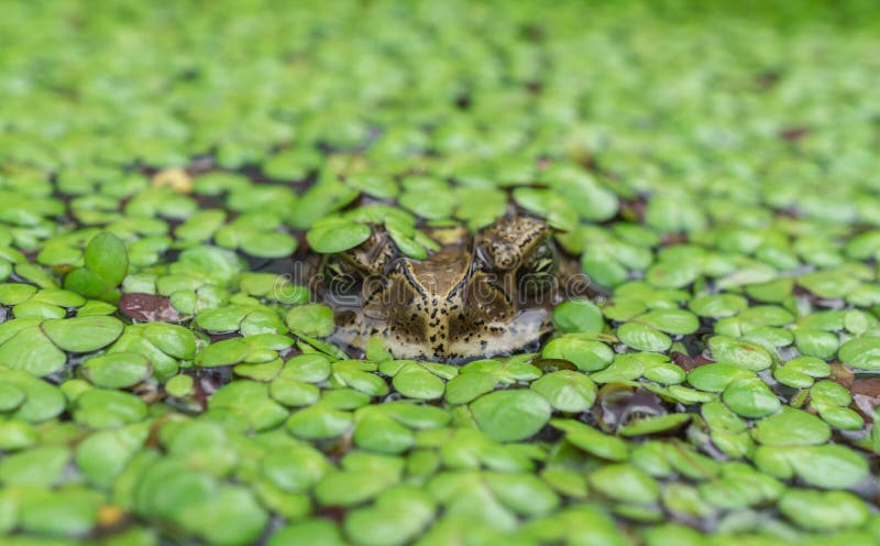 Toad in a pond stock image. Image of environment, nature - 53432909