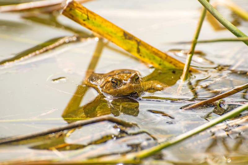 Toad in Pond stock photo. Image of still, pond, water - 17046762