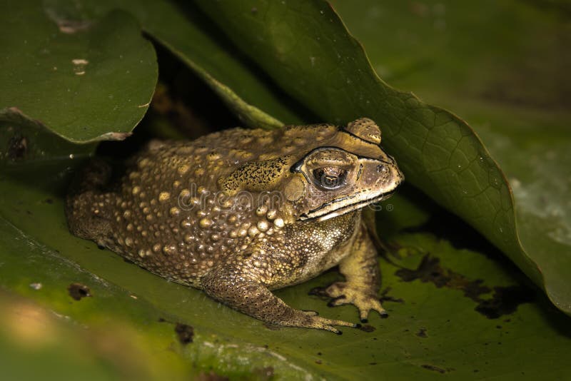 Toad in pond stock image. Image of aquatic, natural, asia - 76298945