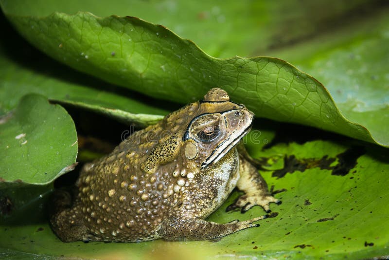 Toad in pond stock photo. Image of closeup, hydrophyte - 76298962