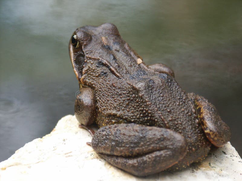 Toad stock image. Image of waterkant, pondside, padden - 41210455