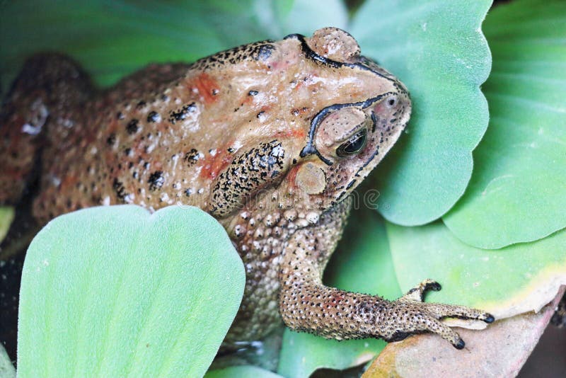 Toad in the pond stock photo. Image of frog, floor, laying - 66889096