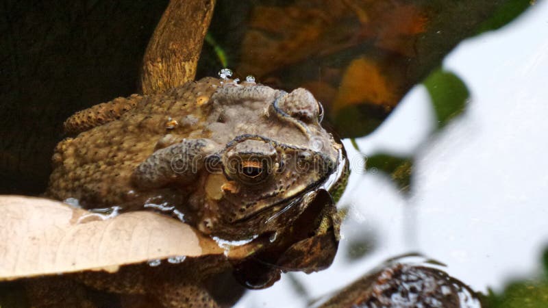 Toad in the pool stock image. Image of park, pool, water - 51811817