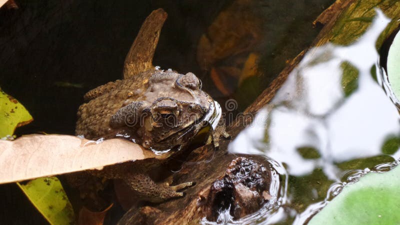 Toad in the pond stock photo. Image of clear, toad, pool - 51812954