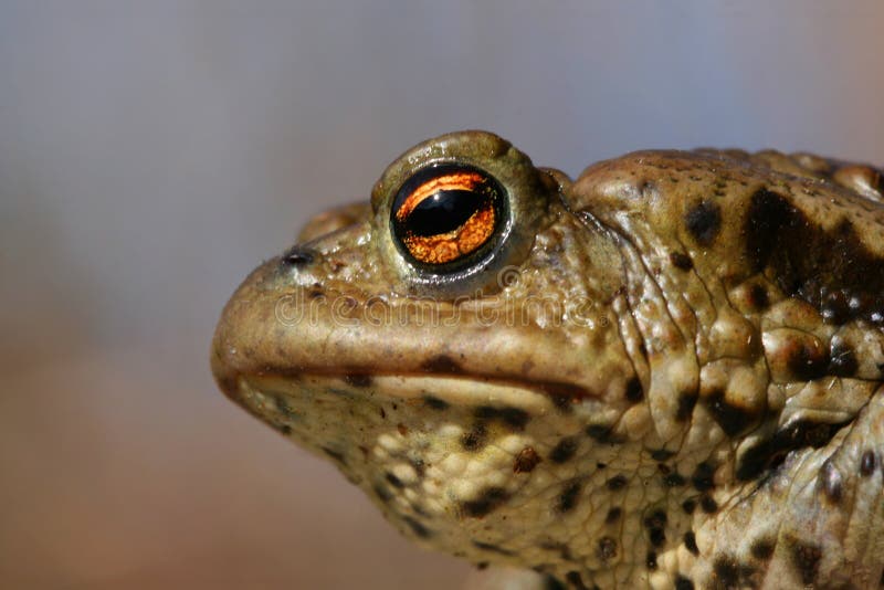 Toad portrait stock image. Image of head, wild, spoil - 2348019