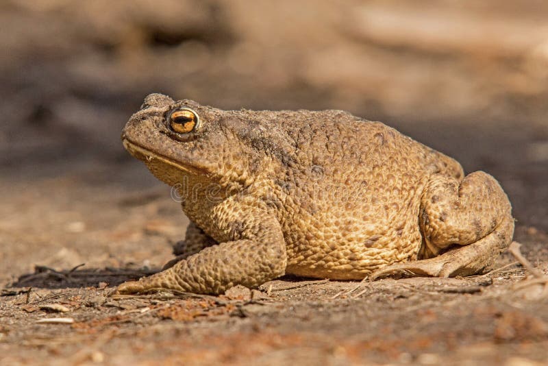 Toad portrait photo stock photo. Image of forest, people - 277737306