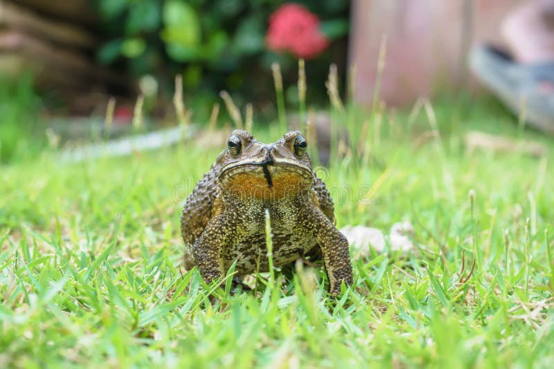 Toad on grass stock photo. Image of dart, rain, nature - 128324790