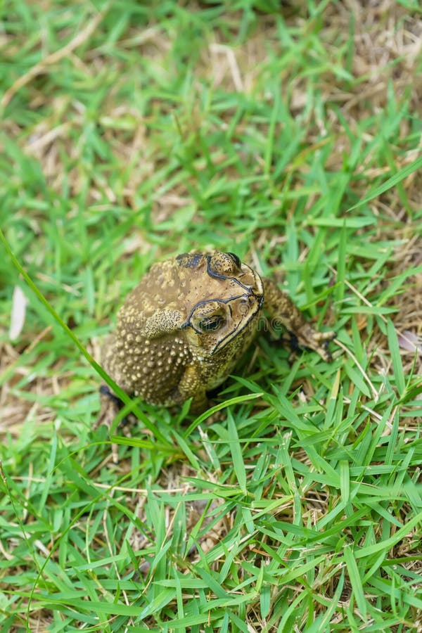 Toad on grass stock image. Image of bufo, background - 130097917