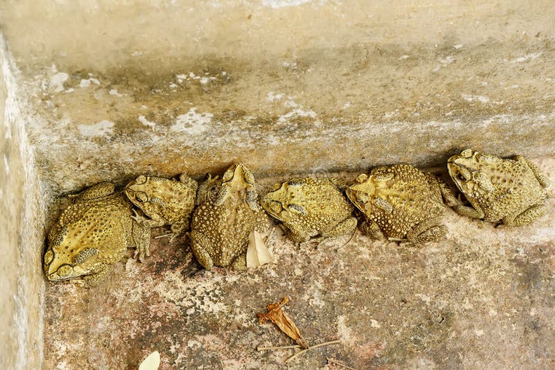 Toad stock image. Image of cement, wild, exotic, toad - 258764317