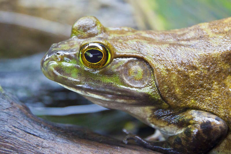 Toad stock photo. Image of frog, amphibian, reptile, green - 41257722