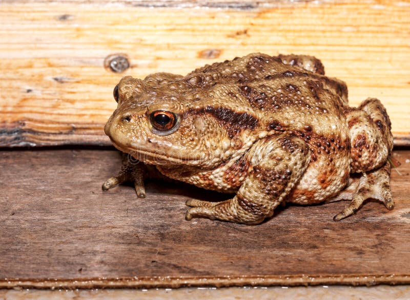 Toad - profile stock photo. Image of amphibian, profile - 22286784