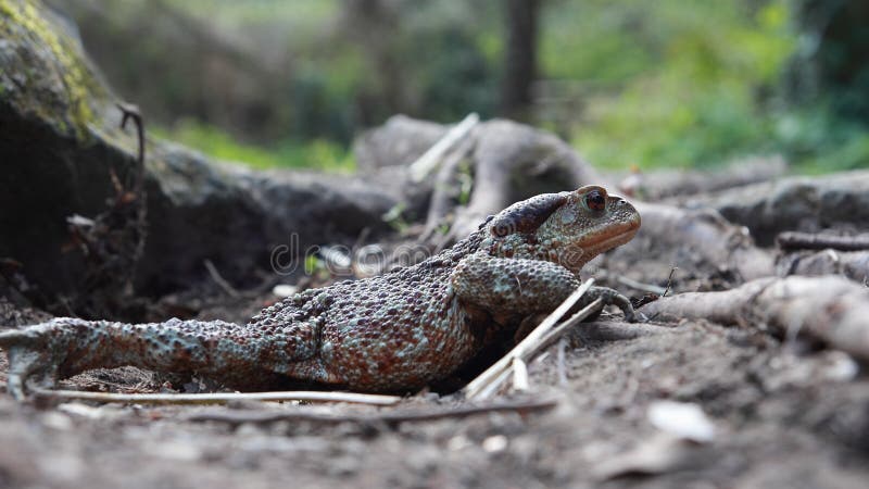 Toad profile stock image. Image of close, side, brown - 53066899