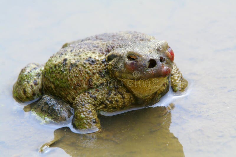 577 Mud Toad Stock Photos - Free & Royalty-Free Stock Photos from ...