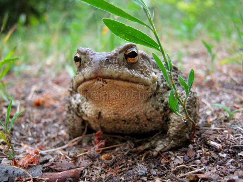 Toad, Amphibian, Frog, Terrestrial Animal Picture. Image: 118430874