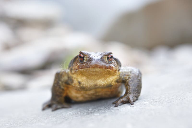Toad Ready To Jump in a Rock. Front View Stock Photo - Image of park ...