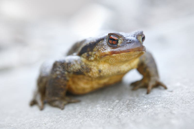 Toad Ready To Jump in a Rock Stock Photo - Image of scene, beauty: 53170226