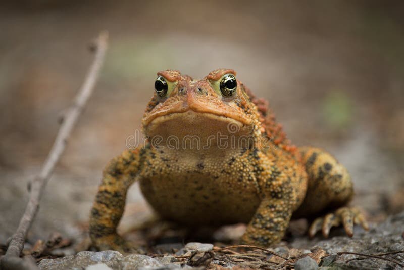 Toad in the yard stock image. Image of texture, wood - 176386803