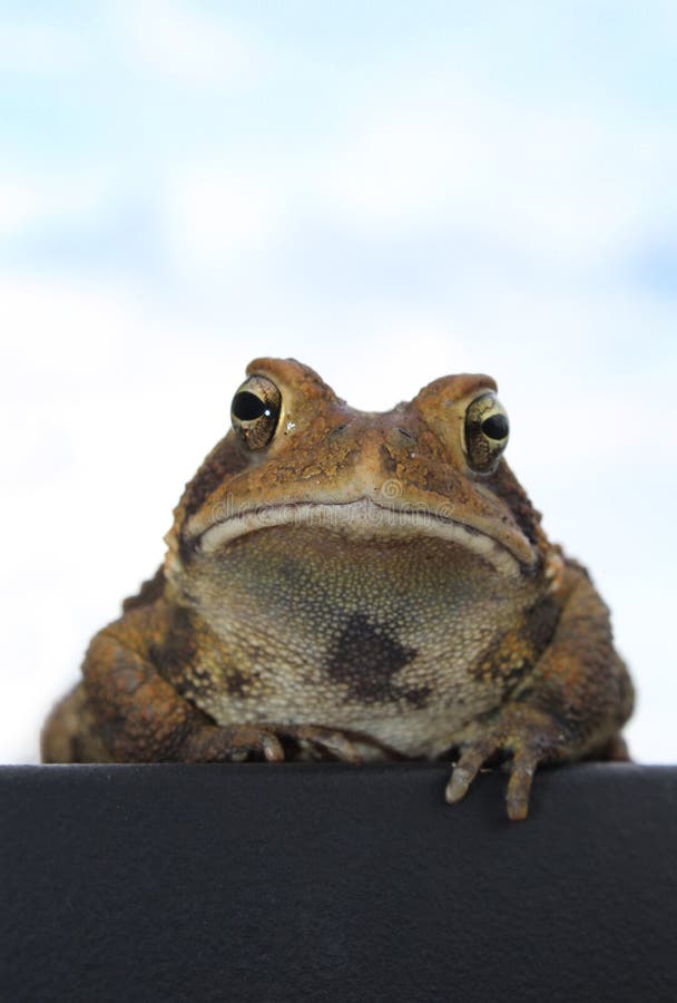 Toad at Rest stock image. Image of frog, copy, space - 37691271