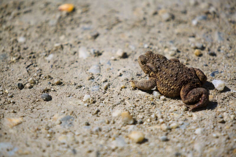 Toad on the road stock image. Image of amphibian, toad - 15391297