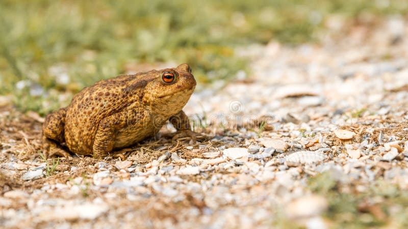 Toad on the road stock image. Image of amphibian, toad - 15391297