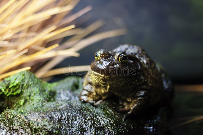 Toad Rock On A Hill At Mount Abu, Sirohi District, Rajasthan, Indi ...