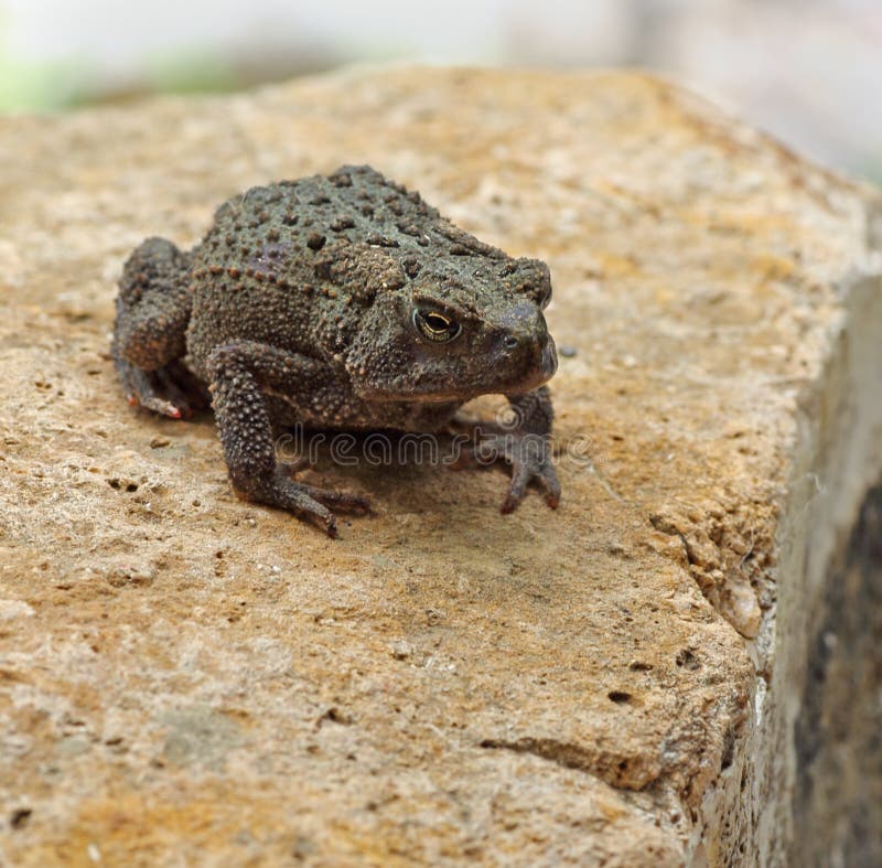 Eastern American Toad (Bufo Americanus) Stock Photo - Image of details ...