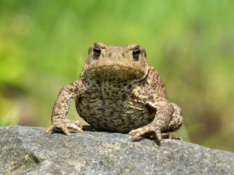 Big fat toad stock image. Image of animal, white, shot - 25798905