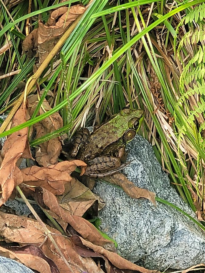 Toad Rock in Mount Abu, India Stock Image - Image of lake, range: 172680205