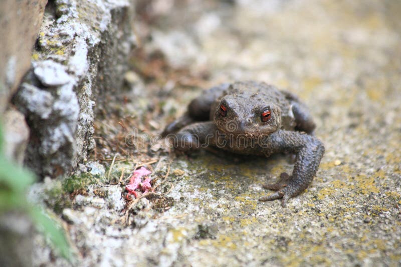 Toad on the rock stock image. Image of background, outdoors - 111443665