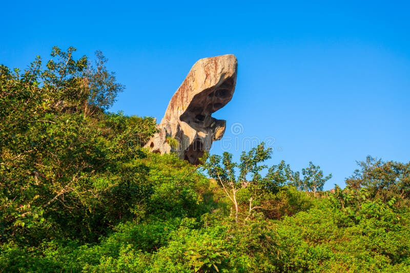 Toad on Rock stock image. Image of legs, bufonidae, short - 63294417
