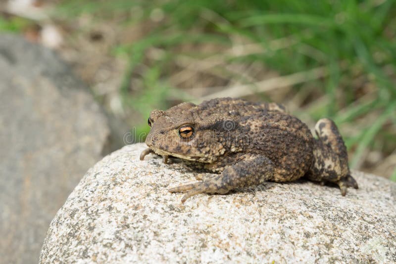 Toad on a rock stock photo. Image of rock, european, creature - 44490164