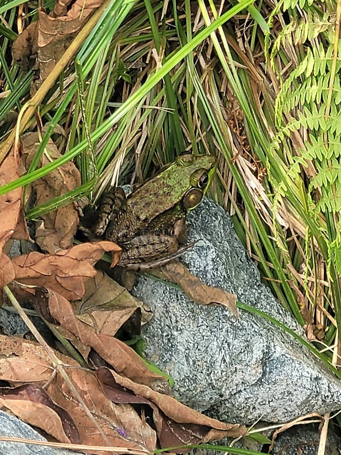 Toad on rock stock image. Image of flower, green, branch - 229875423