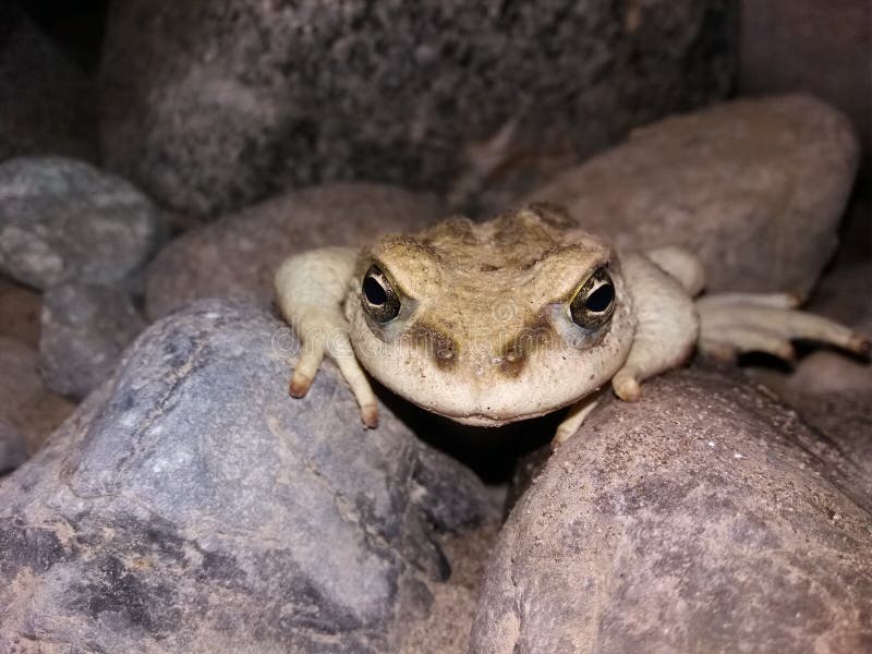 Toad stock photo. Image of toad, look, careful, rocks - 94557952