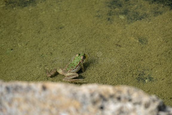 Toad stock photo. Image of isolated, fauna, toads, natural - 127132082