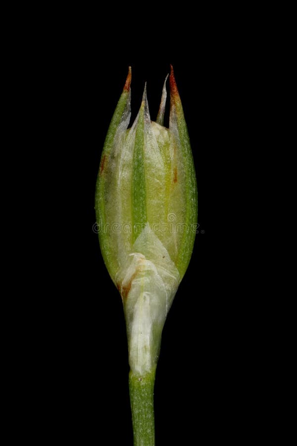 Toad Rush Juncus Bufonius. Capsule Closeup Stock Image - Image of ...