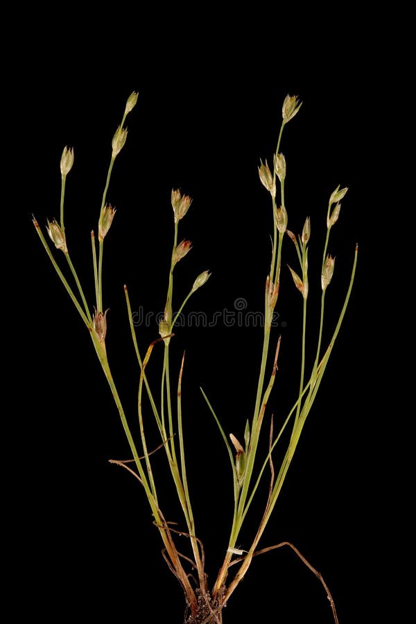Toad Rush Juncus Bufonius. Habit Closeup Stock Photo - Image of habit ...