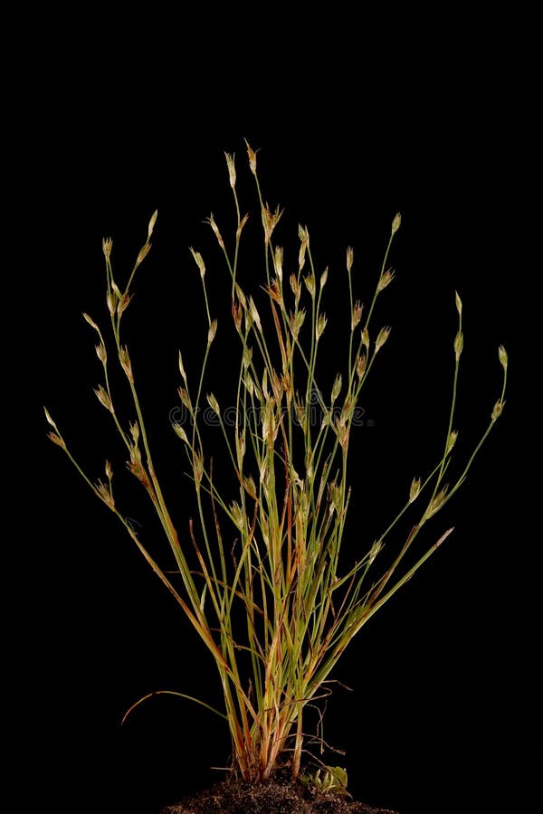 Toad Rush Juncus Bufonius. Habit Closeup Stock Photo - Image of fruit ...