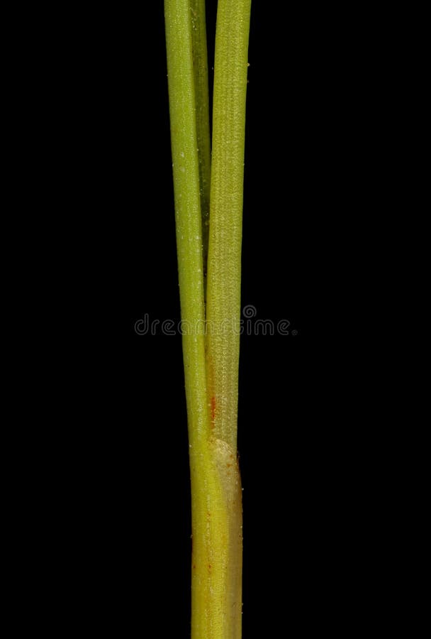 Toad Rush Juncus Bufonius. Stem and Leaf Base Closeup Stock Photo ...