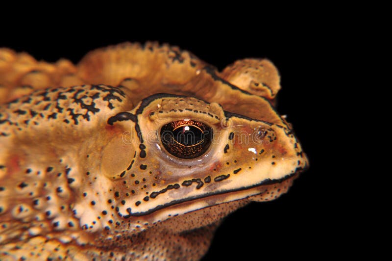 Toad s head on black stock photo. Image of duttaphrynus - 31366390