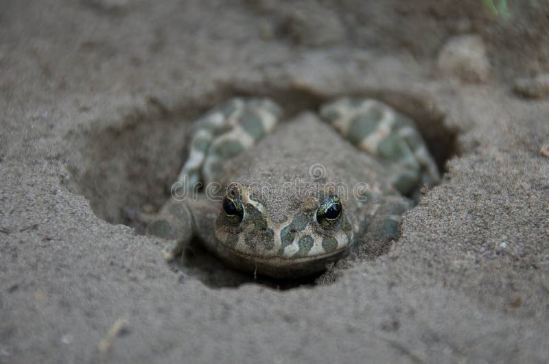 A Lazy Toad Isolated on White Stock Photo - Image of macro, closeup ...