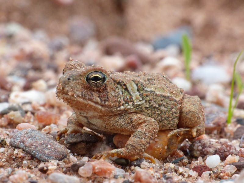 Toad on Sand stock image. Image of sand, close, view - 165695207