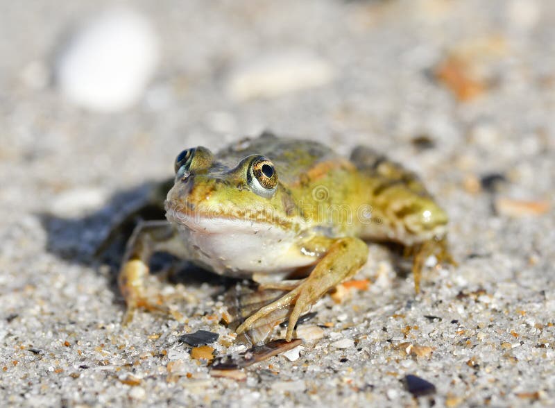 Sandy Toad stock photo. Image of stumps, spring, grey - 29753356