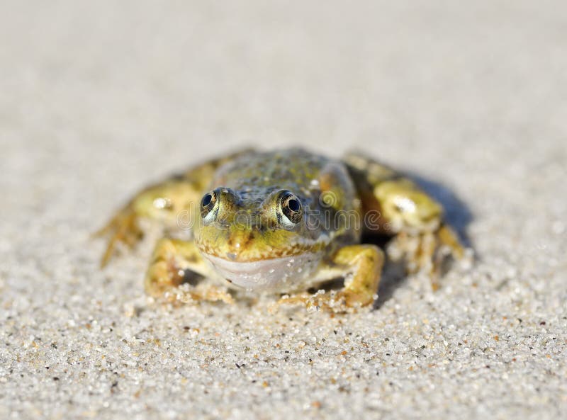 Toad on a sandy shore stock photo. Image of animal, important - 75937260
