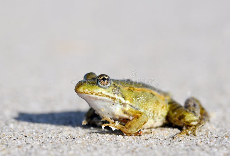 Toad on a sandy shore stock image. Image of dotted, fauna - 75937427