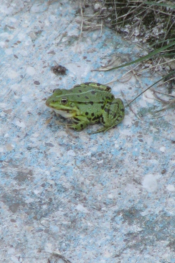 Toad stock image. Image of toad, green, spotted - 87433147