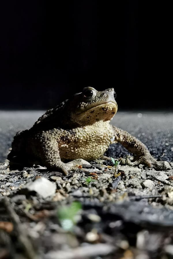 A Toad Sits on the Ground Illuminated by Moonlight. Stock Image - Image ...