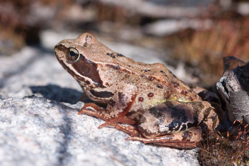 Toad sits on a rock stock image. Image of stone, toad - 39455661
